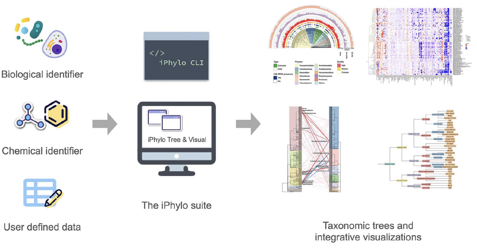 iPhylo 生成并绘制优美的分类树（物种+化学）